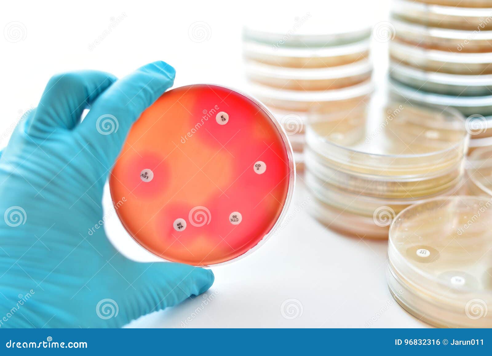 Antimicrobial Susceptibility Testing Royalty-Free Stock Image ... Antimicrobial Susceptibility Testing Royalty-Free Stock Image ...