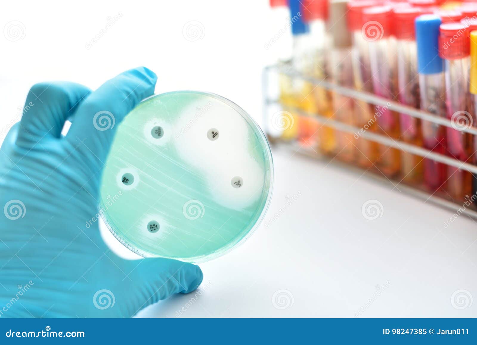 Antimicrobial Susceptibility Test Stock Image - Image of medical ...