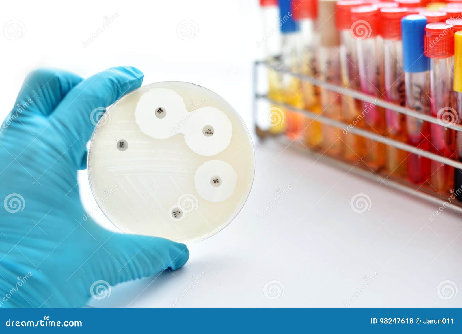 Antimicrobial Susceptibility Test Stock Photo - Image of medical, coli ...