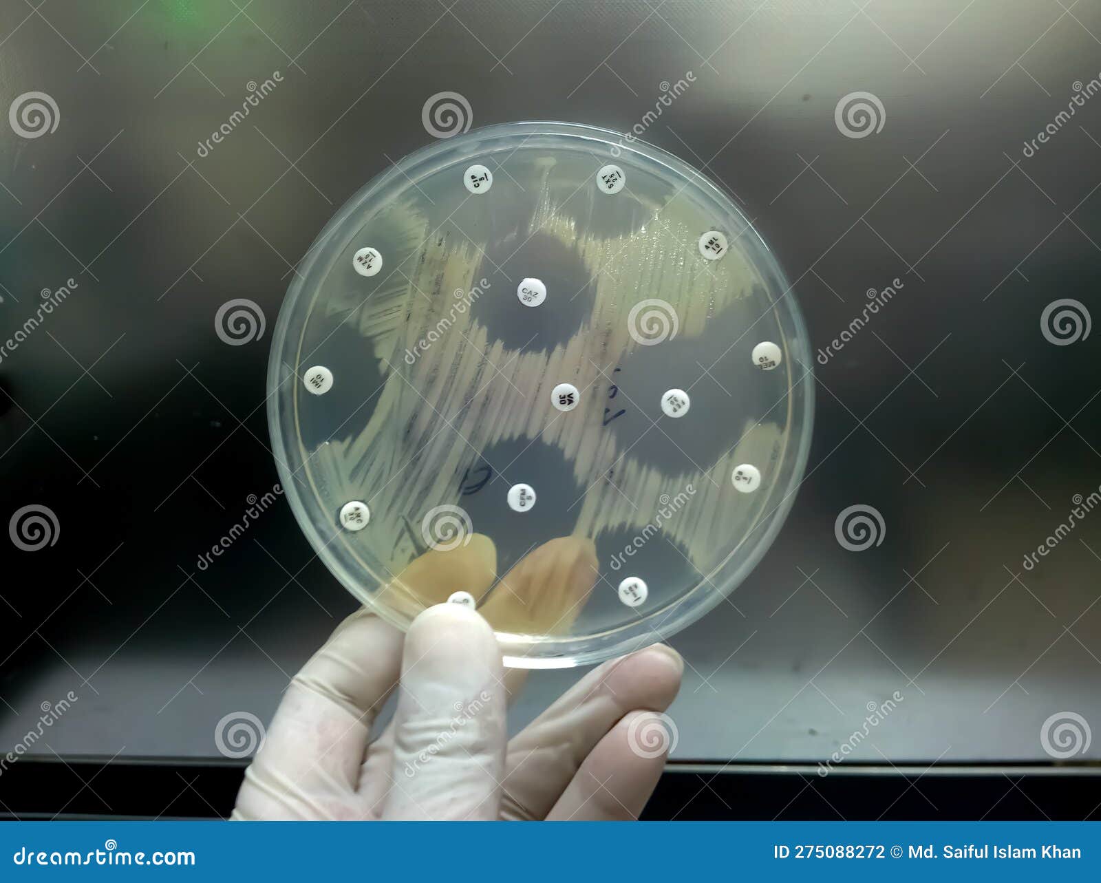 Antimicrobial Susceptibility Testing in Culture Plate. Drug Sensitivity ... Antimicrobial Susceptibility Testing in Culture Plate. Drug Sensitivity ...