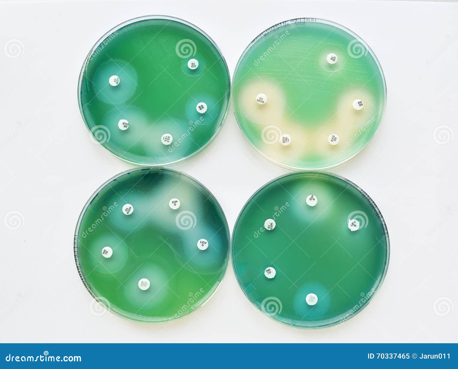 Antimicrobial Susceptibility Testing Stock Image - Image of bacterium ... Antimicrobial Susceptibility Testing Stock Image - Image of bacterium ...