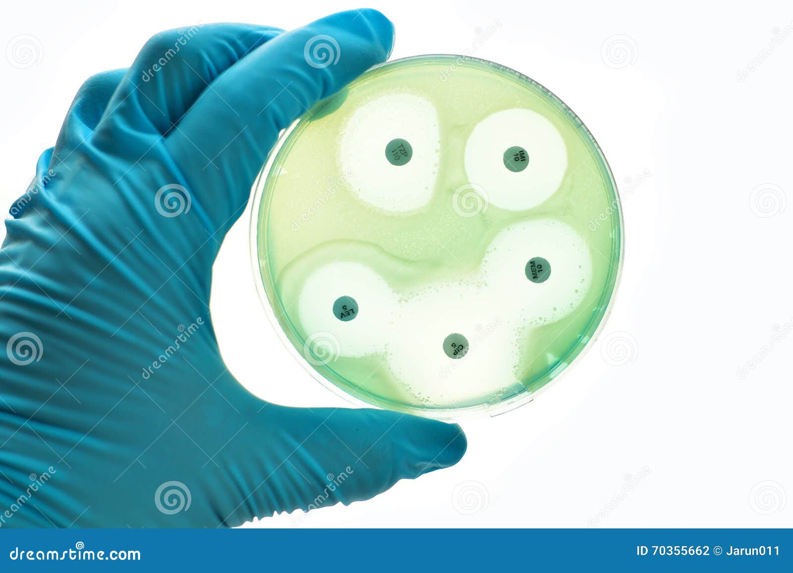 Antimicrobial Susceptibility Testing Stock Photo - Image of medium ...