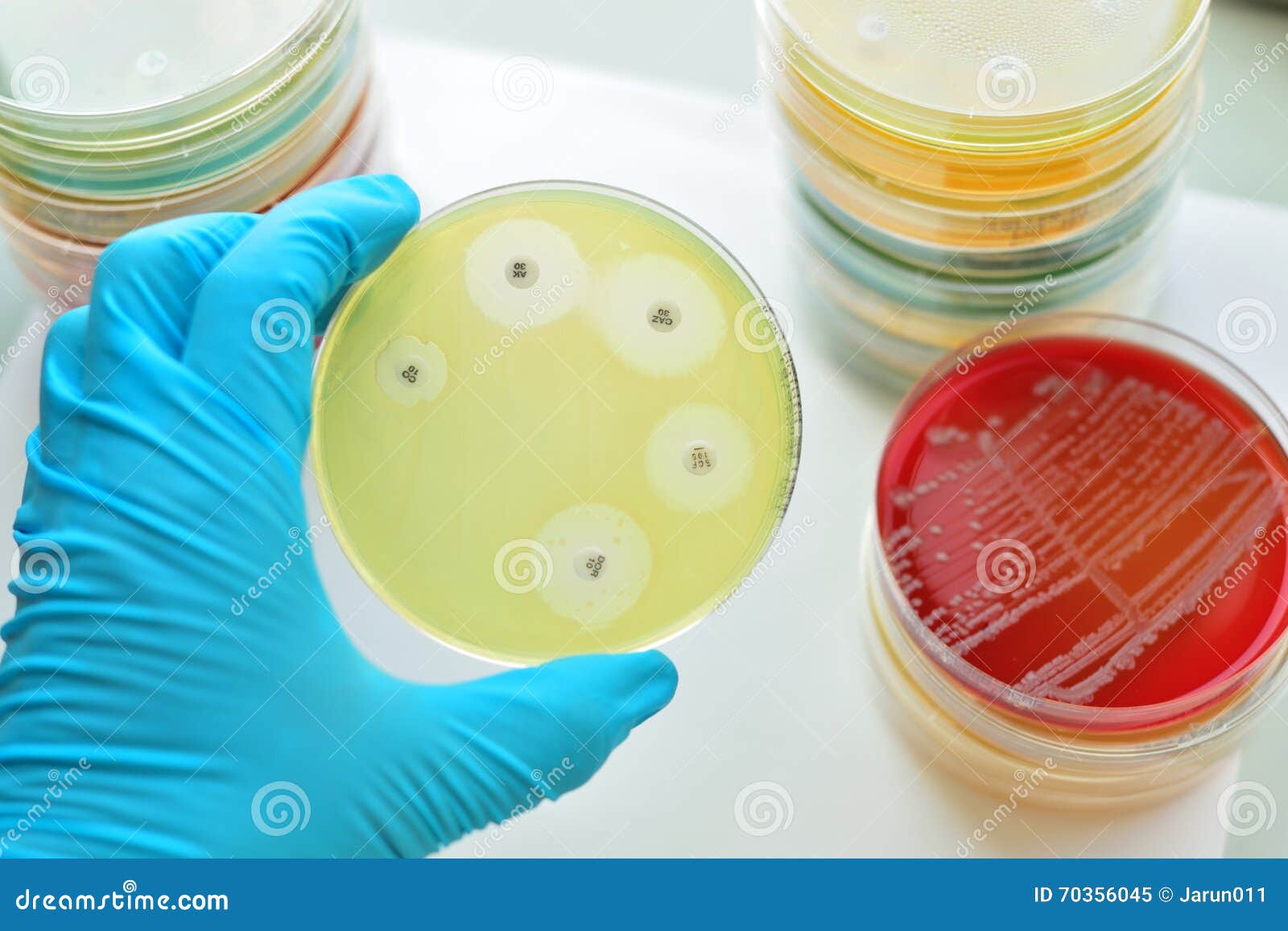 Antimicrobial Susceptibility Testing Stock Image - Image of ...
