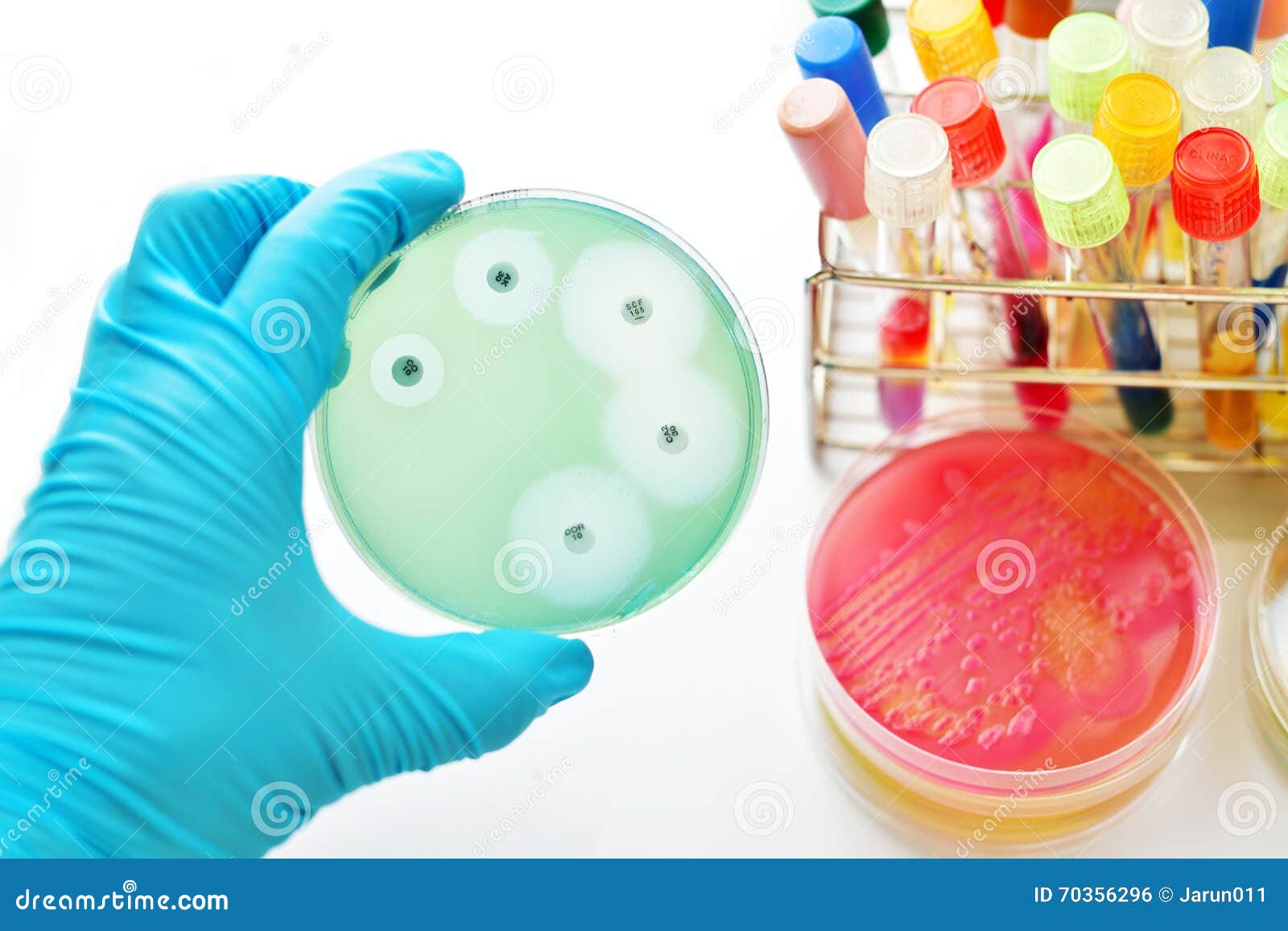 Antimicrobial Susceptibility Testing Stock Photo - Image of ...