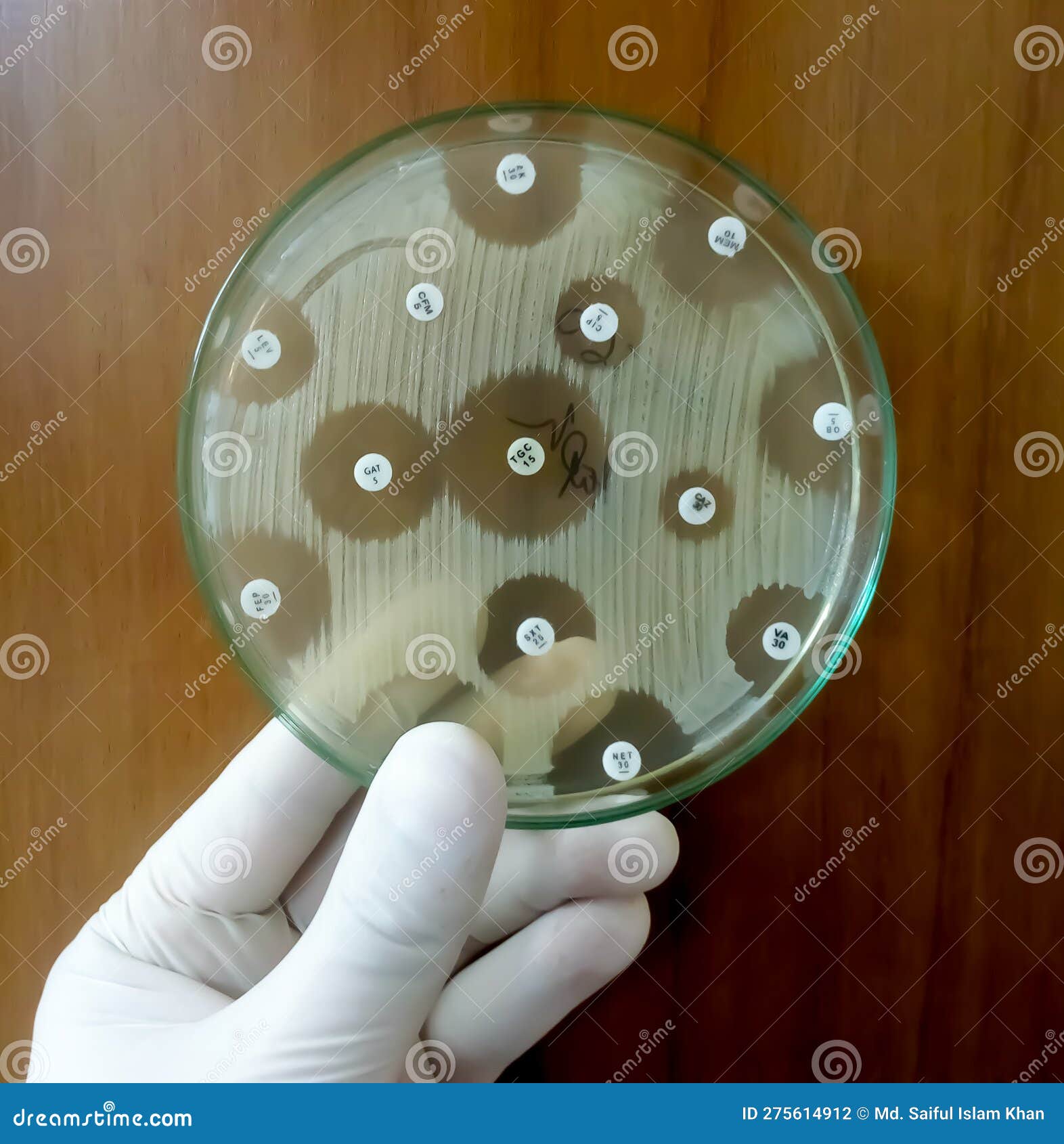 Antimicrobial Susceptibility Testing in Petri Dish. Stock Photo - Image ...