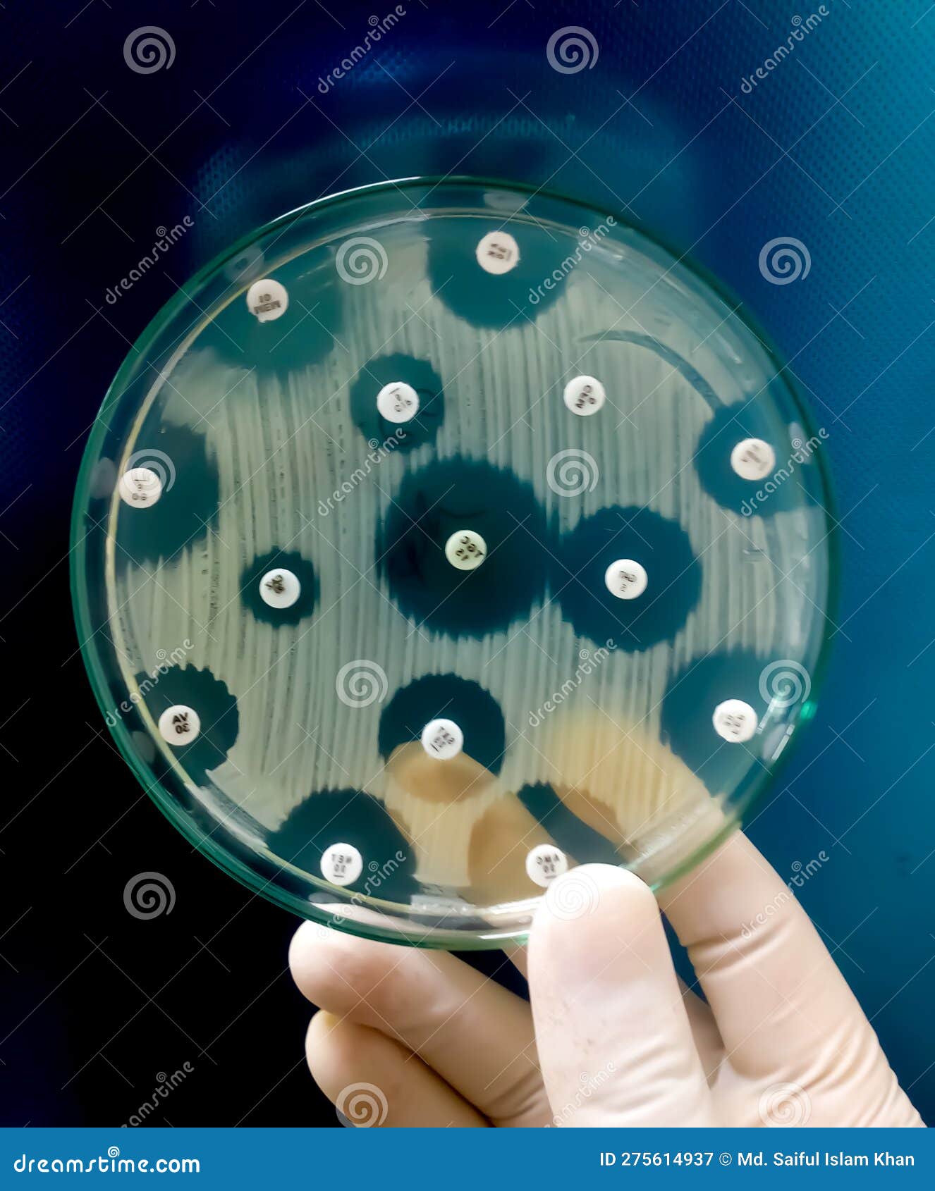 Antimicrobial Susceptibility Testing in Petri Dish. Stock Image - Image ...