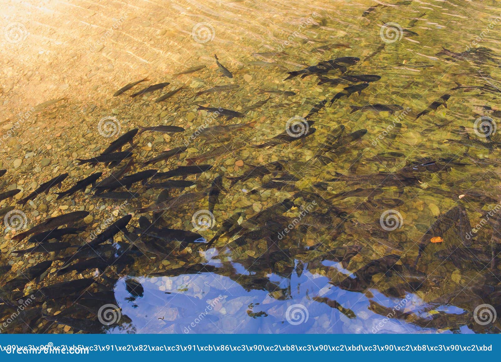 Antimony Fish Fish are Nibbling in Waterfall. Stock Photo - Image of ...