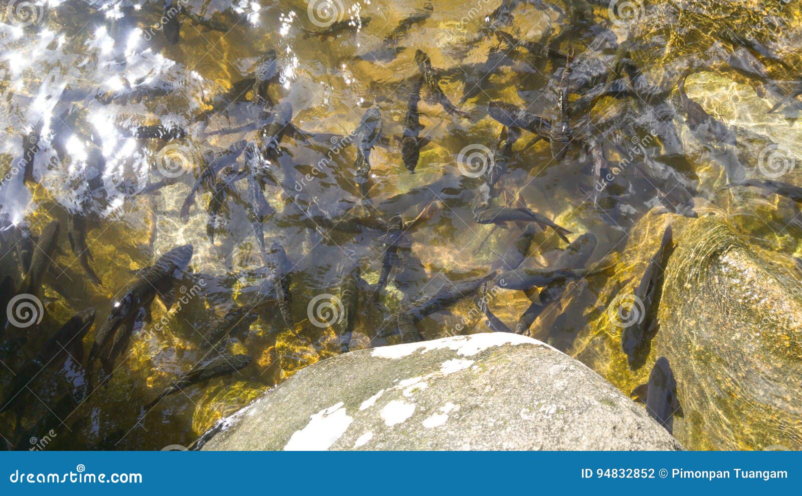 Antimony Fish in the Water Fall. Stock Photo - Image of nature, scene ...