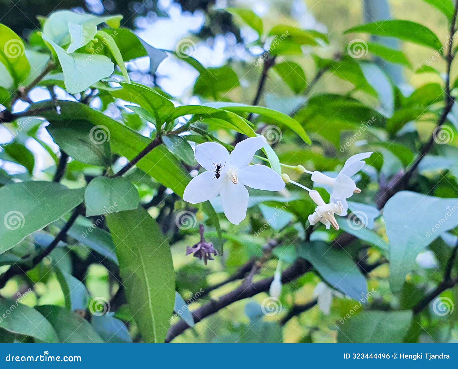 Wrightia Religiosa Benth Flower Stock Photo | CartoonDealer.com #68965944