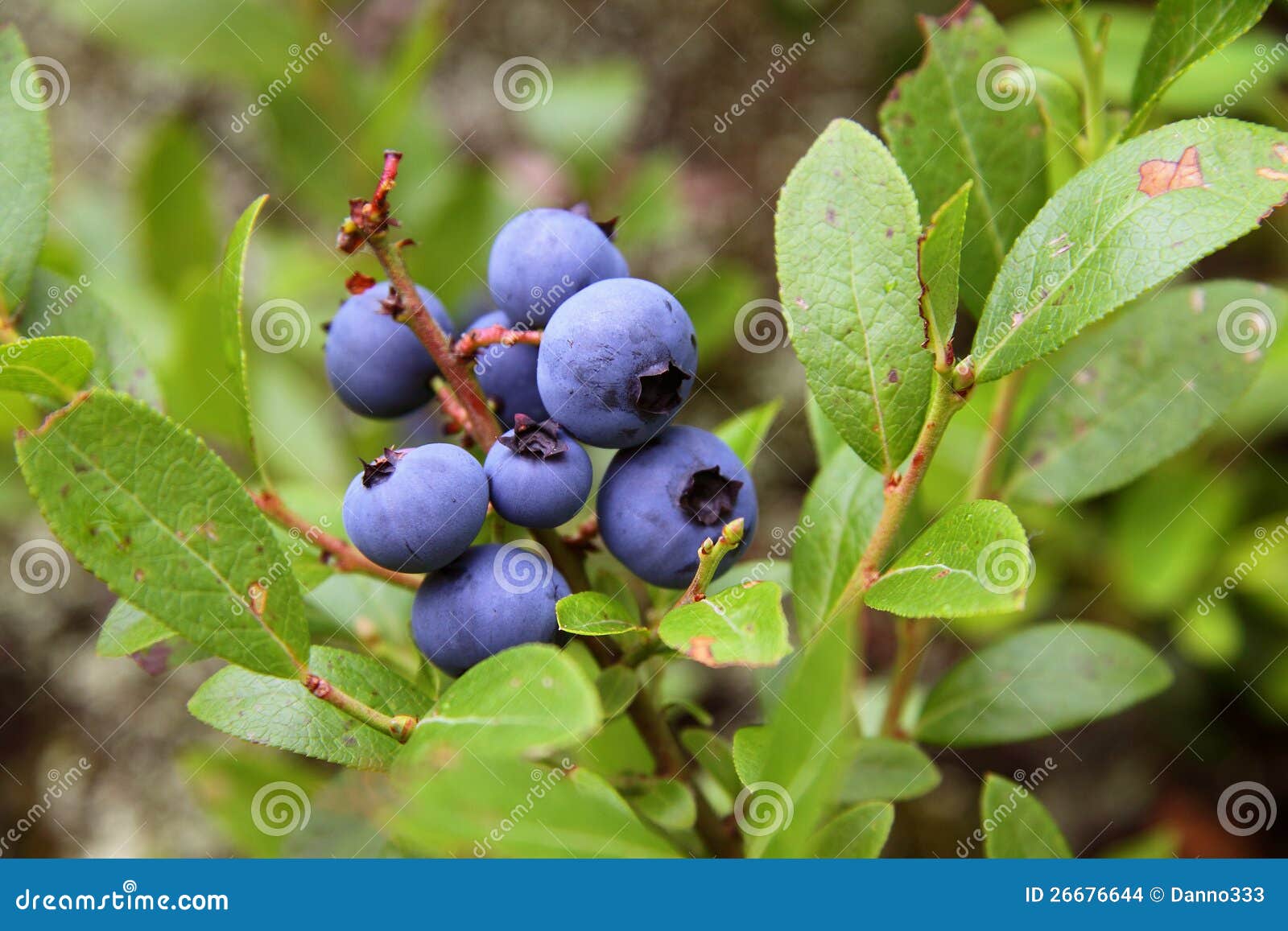 Wild Blueberry Bush. Dreamy Wild Blueberries Close Up On A Sunny Day ...