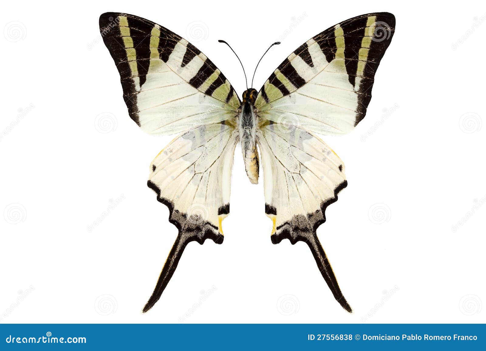Antiphates De Graphium De La Especie De La Mariposa Foto de archivo ...