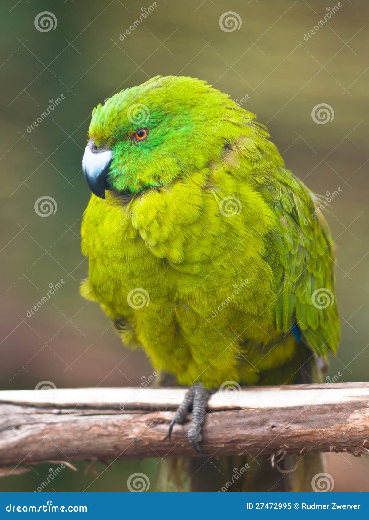 Antipodes island parakeet stock image. Image of animal - 27472995