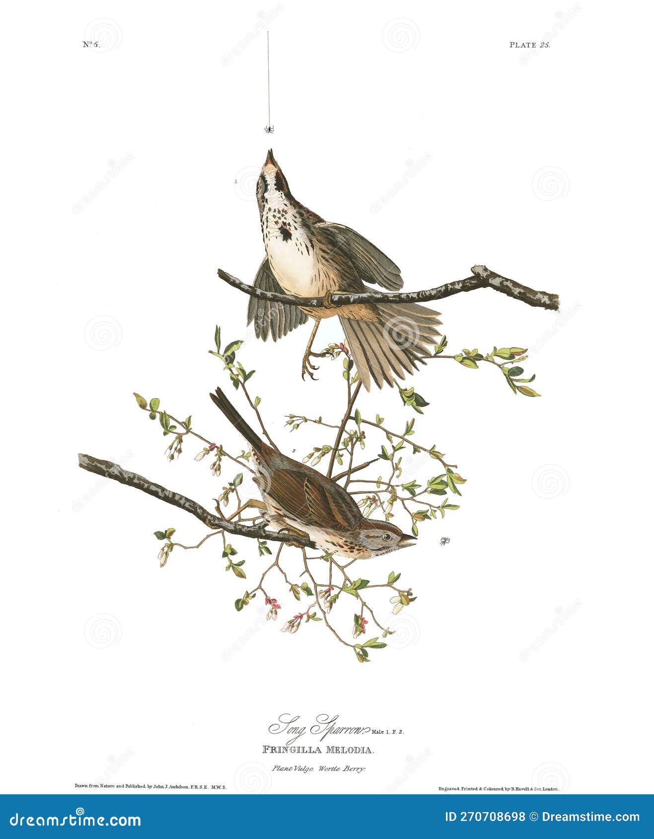 Antique Bird Illustration. Song Sparrow Stock Photo - Image of songbird ...