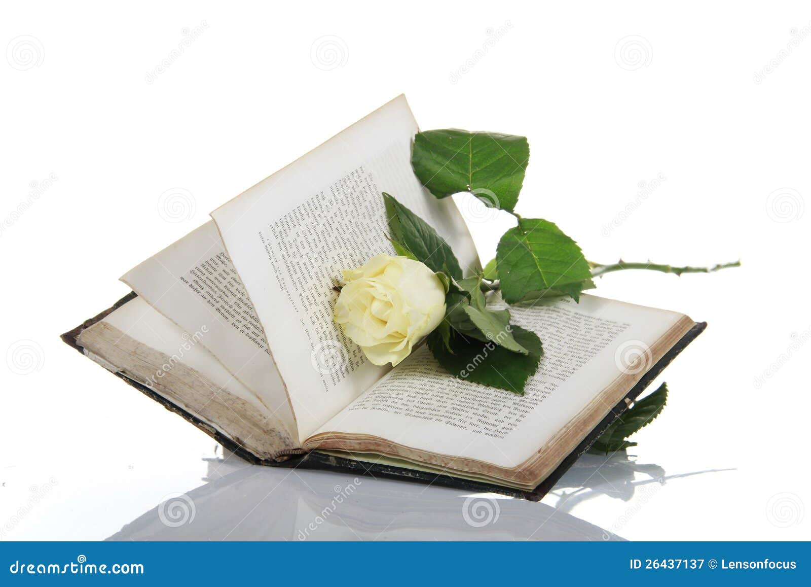 Antique Book with White Rose Stock Image - Image of white, times: 26437137