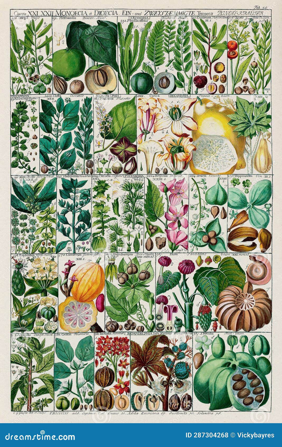 Antique Botanical Chart Illustration. Circa 1795 Editorial Stock Photo ... Antique Botanical Chart Illustration. Circa 1795 Editorial Stock Photo ...