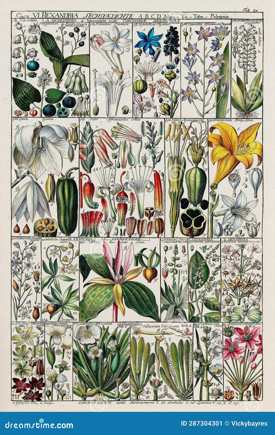 Antique Botanical Chart Illustration. Circa 1795 Stock Illustration ...