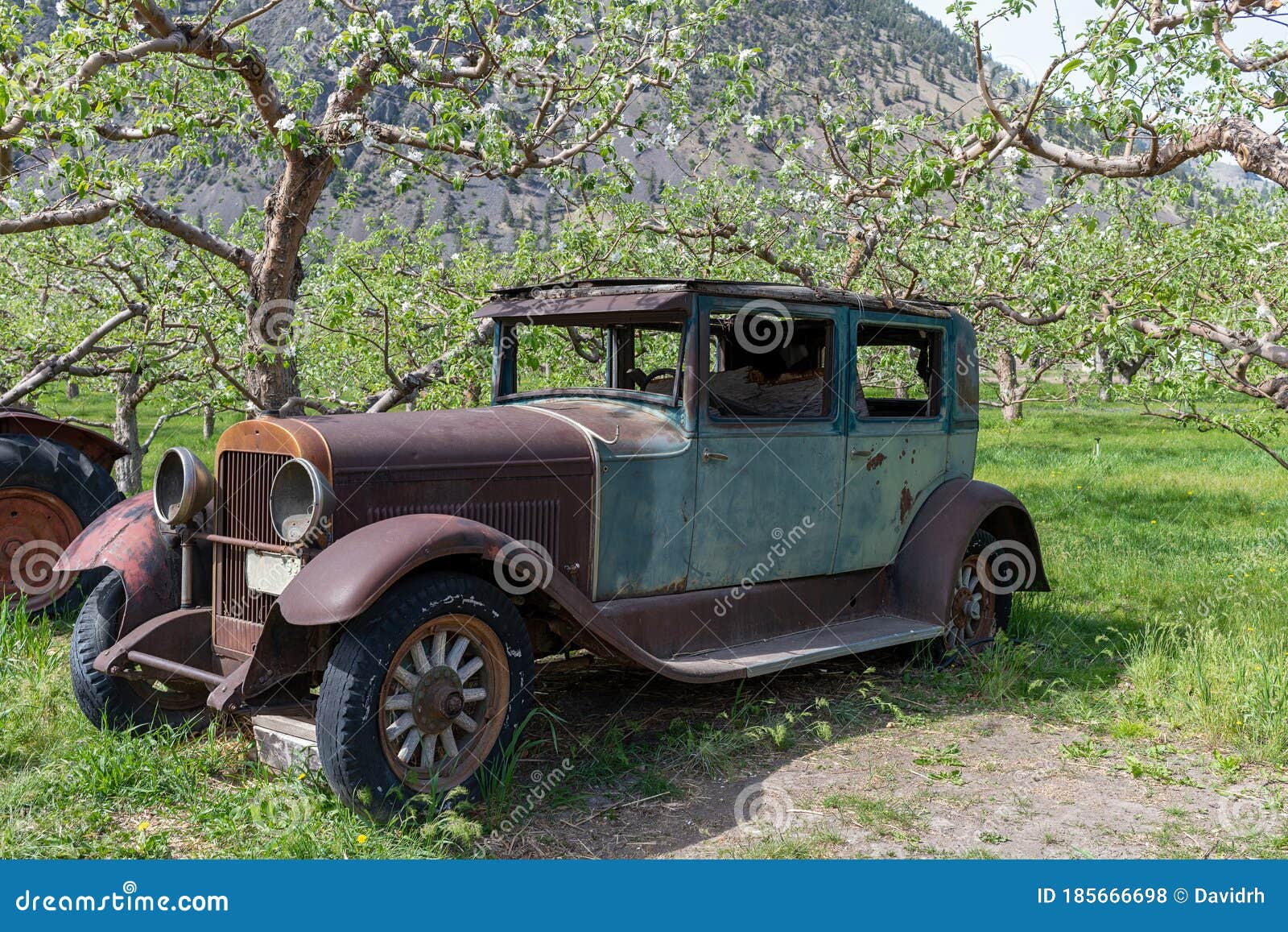 Antique Car in a Grove of Trees Stock Photo - Image of trees, relic ...