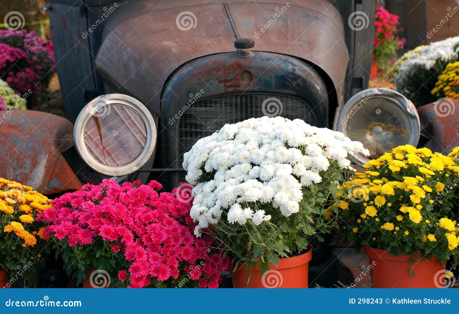 Antique Car Mums Stock Photos - Free & Royalty-Free Stock Photos from ...