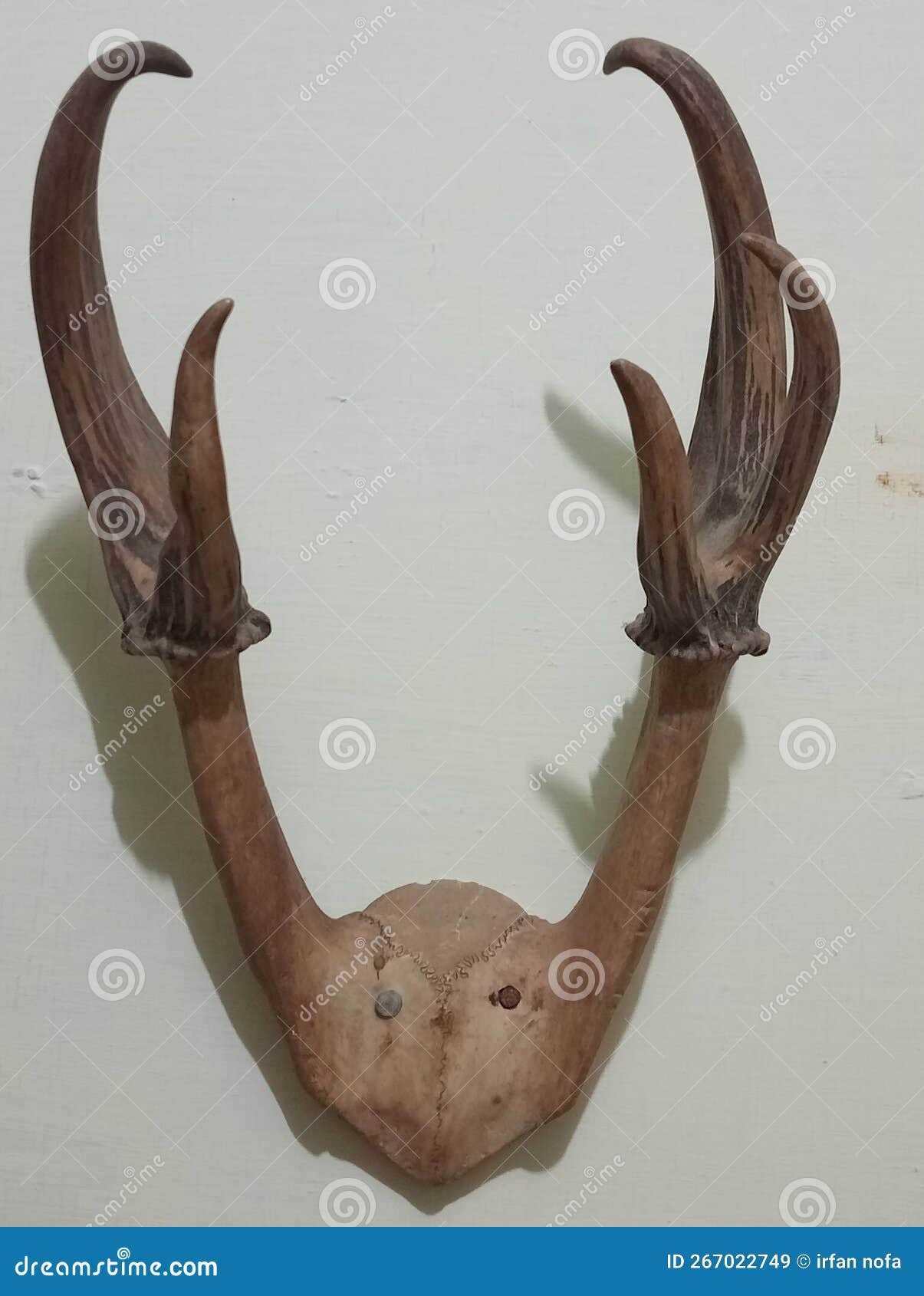 Antique Claw Bones and Game Horns Stock Image - Image of bones, claw ...