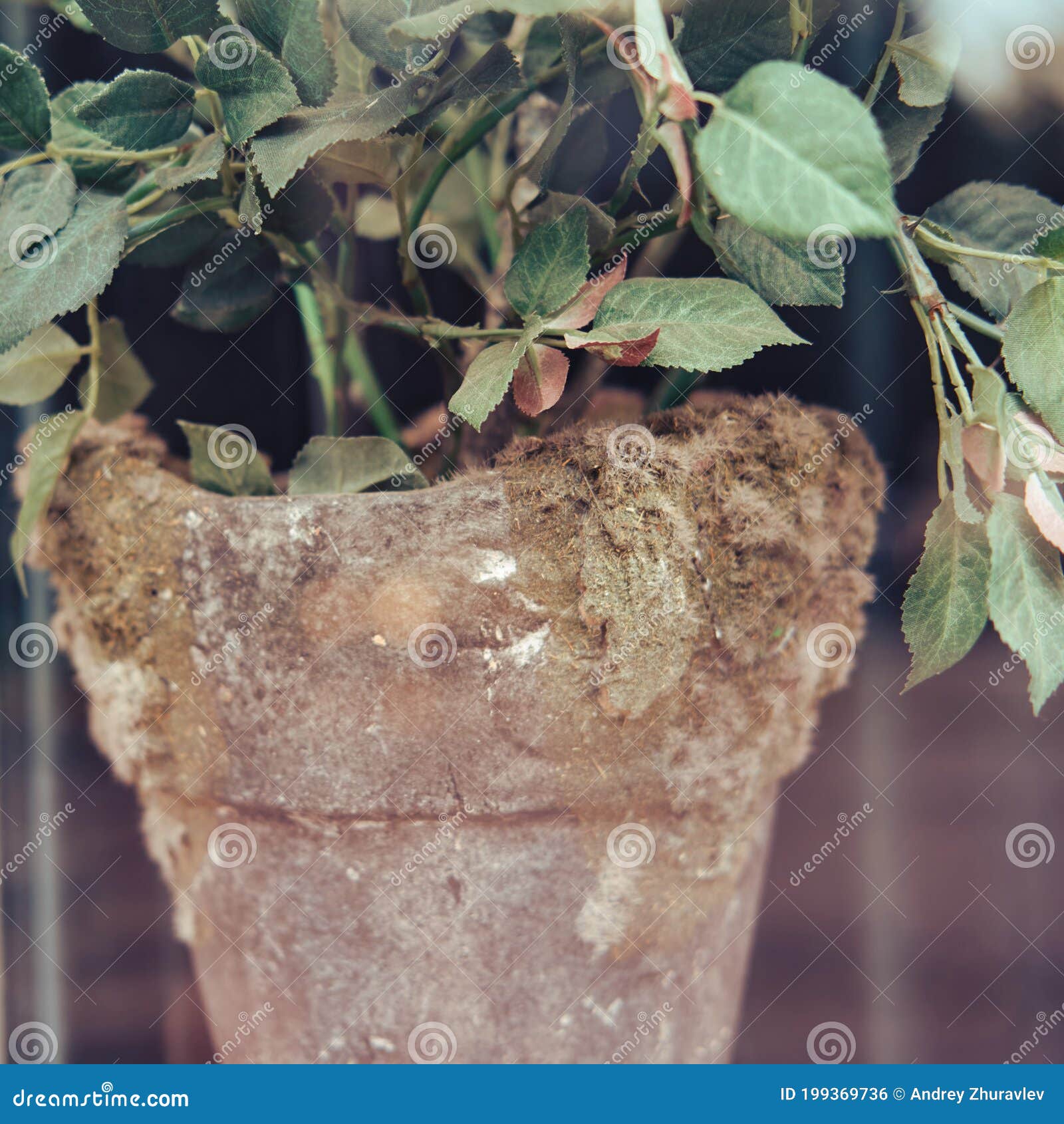 Antique Dirty Pot with Plant, Close Up Stock Photo - Image of pattern ...