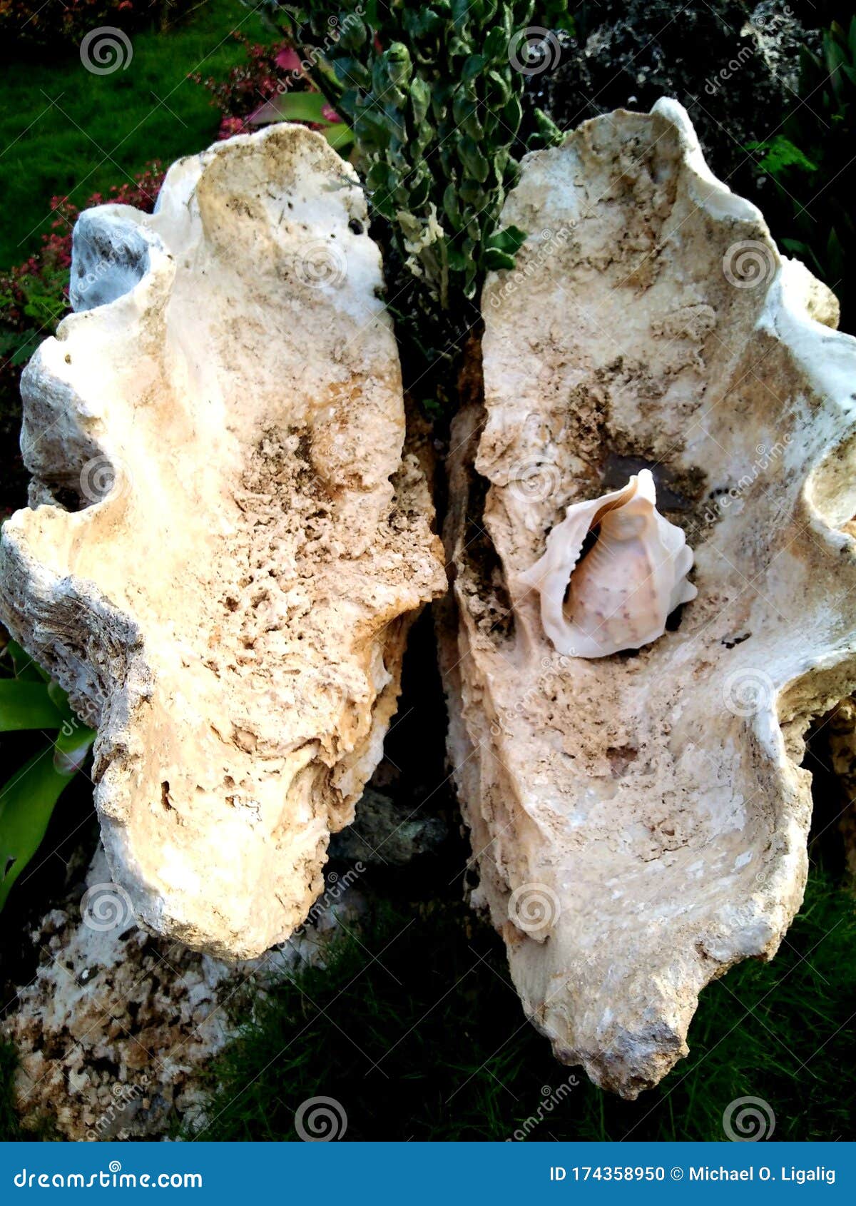 Antique Empty Shells of Philippine Giant Stock Photo - Image of marine ...