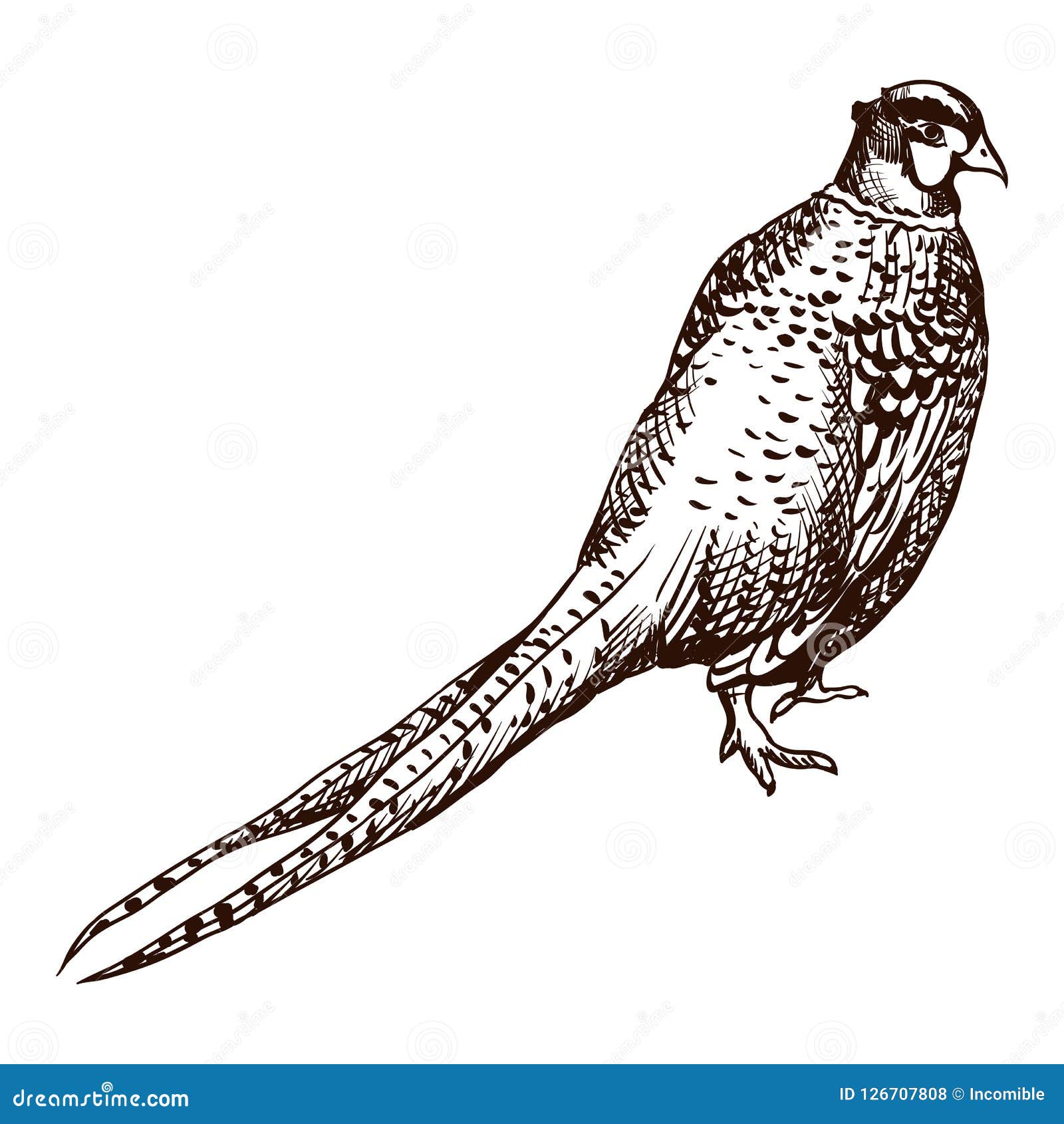 Antique Engraving Pheasant Illustration. Stock Vector - Illustration of ...