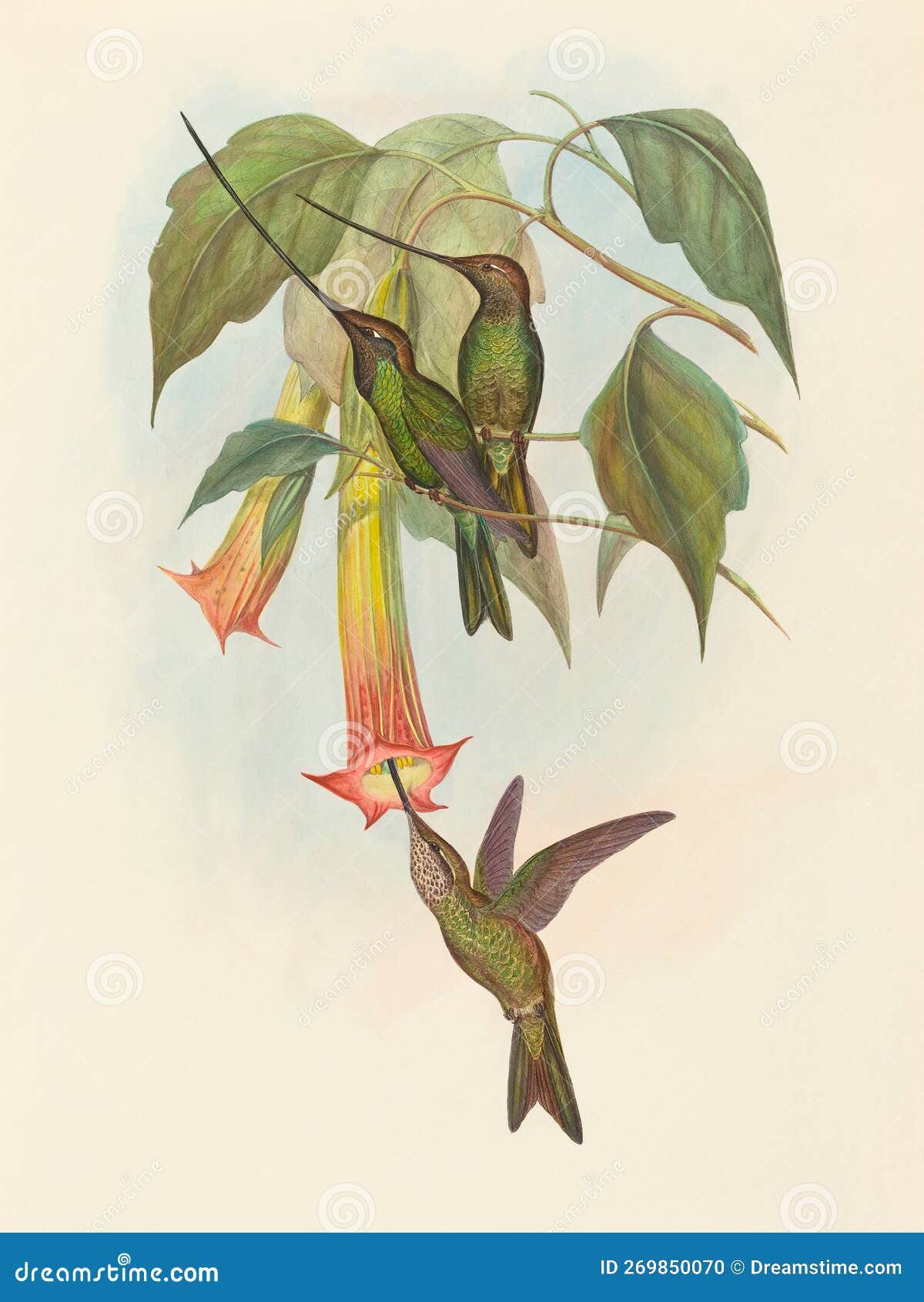 Three Hummingbirds and Datura Flowers. Stock Photo - Image of ...