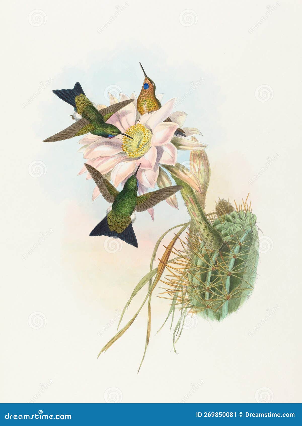 Three Hummingbirds and Pink Cactus Flowers. Stock Illustration ...