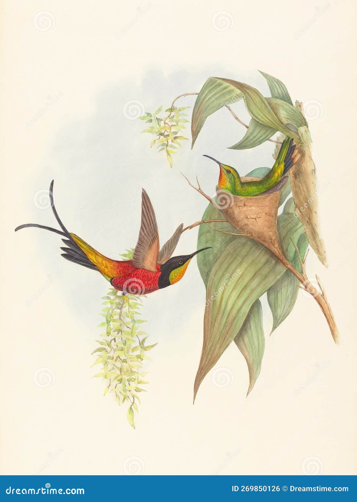 Two Hummingbirds in Their Nest. Stock Photo - Image of four, engraving ...