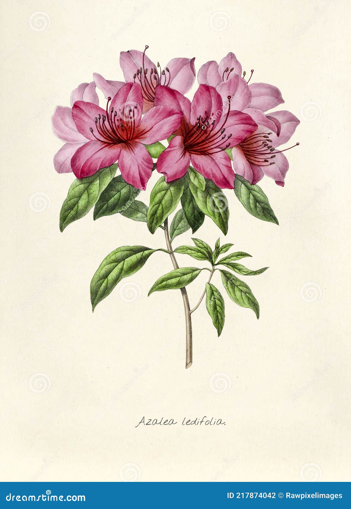 Antique Illustration Of Azalea Ledifolia Royalty-Free Cartoon ...