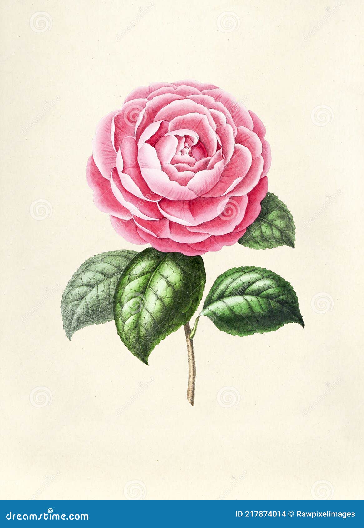 Antique Illustration of Garden Rose Stock Photo - Image of gardening ...