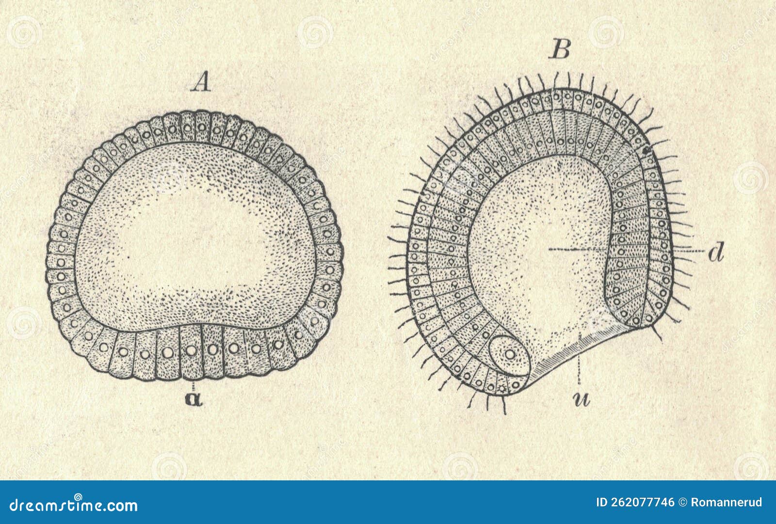 Antique Illustration of the Lancelet Evolution. Vintage Illustration of ...
