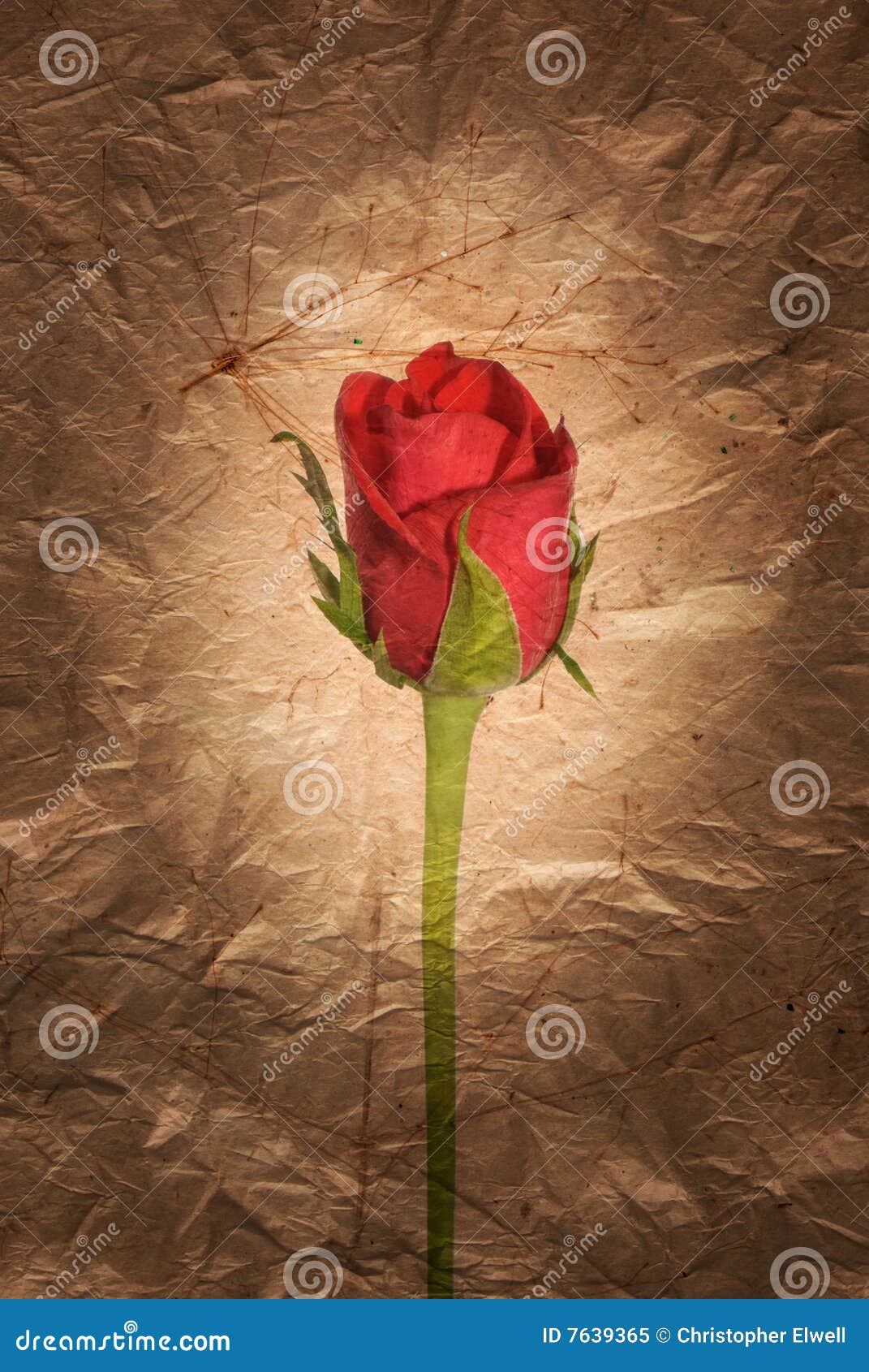 Antique Red Rose stock image. Image of single, stem, antique - 7639365