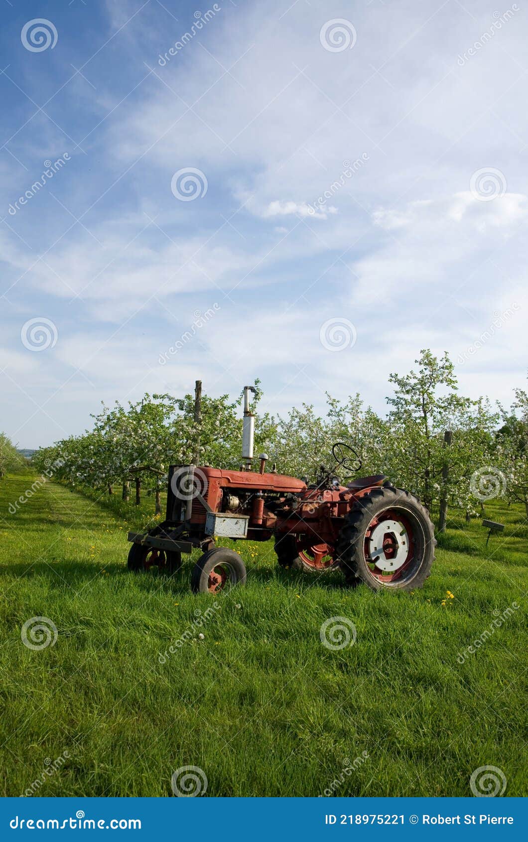 Antique Red Tractor in Apple Orchard Stock Image - Image of antique ...