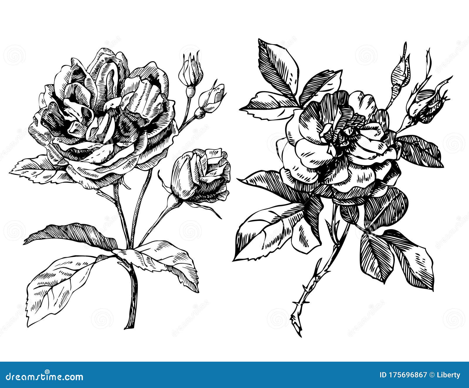 Antique roses stock vector. Illustration of etching - 175696867