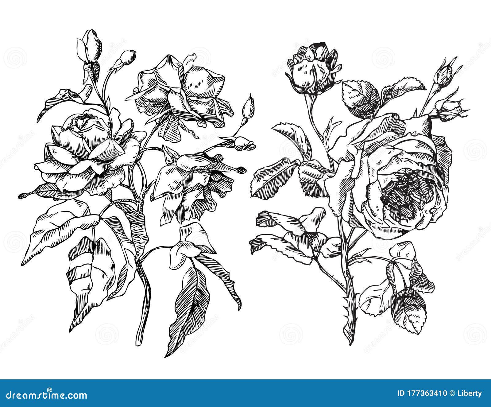 Antique roses stock vector. Illustration of flower, engraving - 177363410