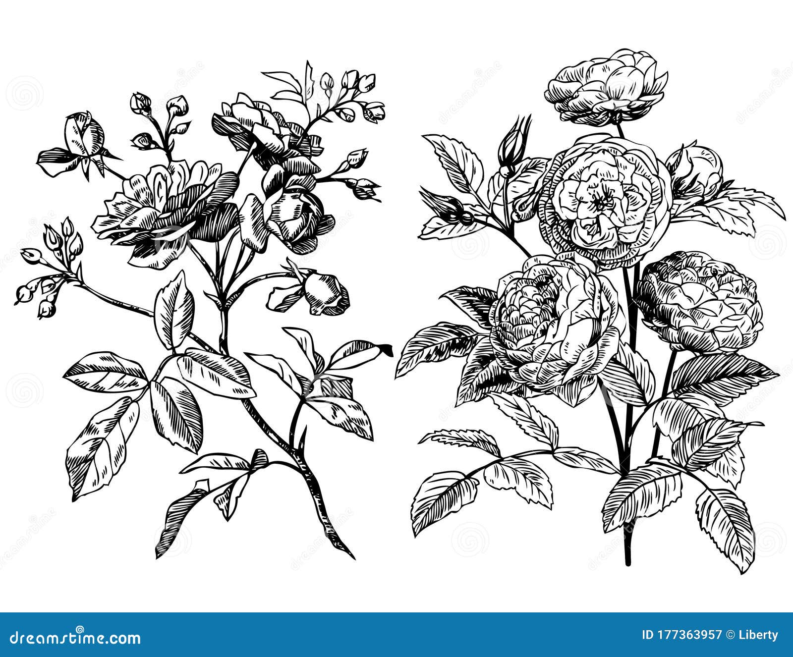 Antique roses stock vector. Illustration of antique - 177363957