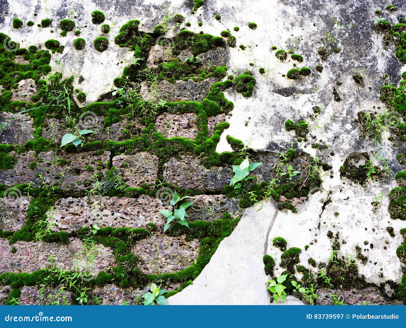 Antique Ruin Wall with Moss on Laterite Stone Texture Stock Image ...