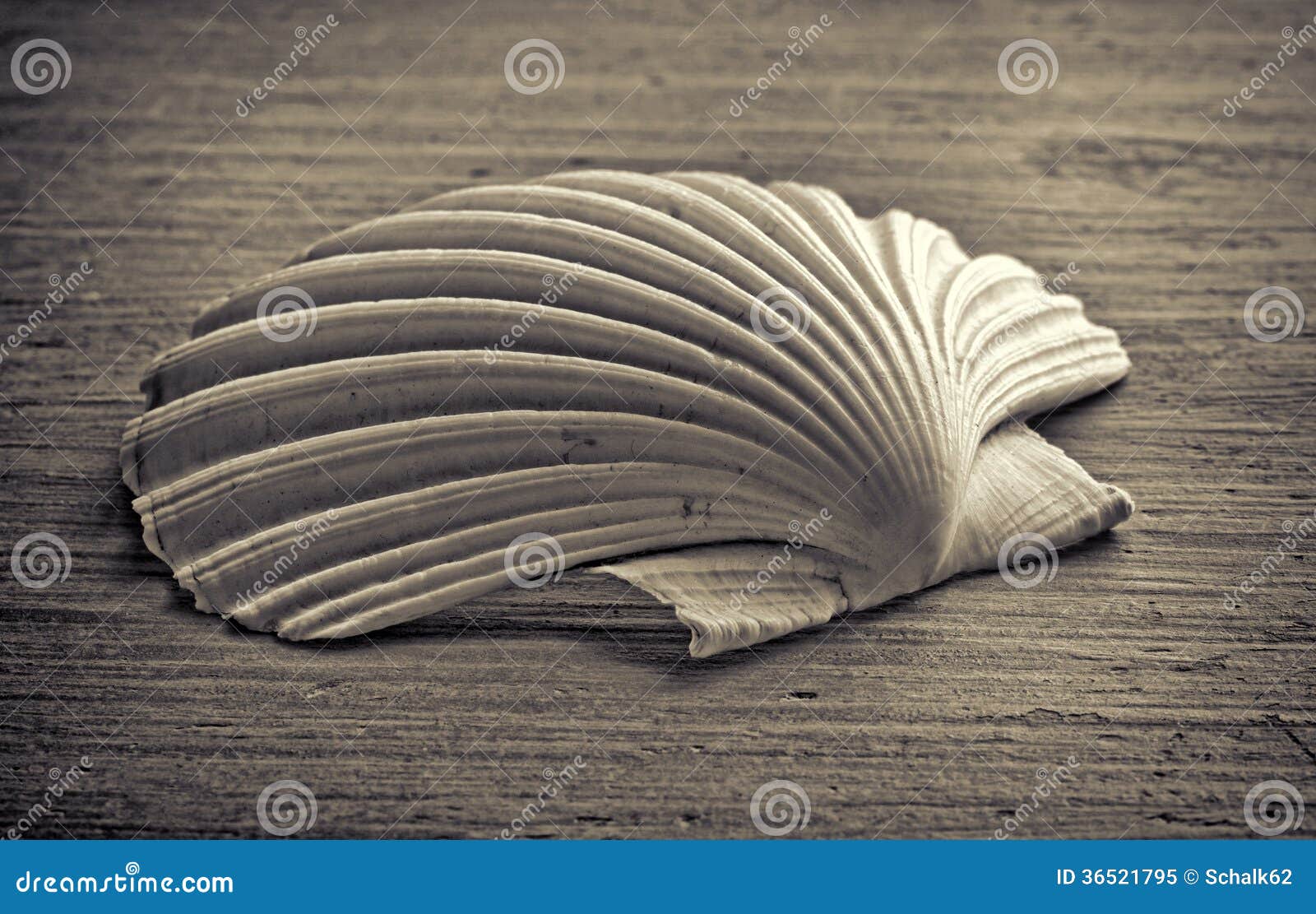 Antique shell stock image. Image of pilgrin, copyspace - 36521795