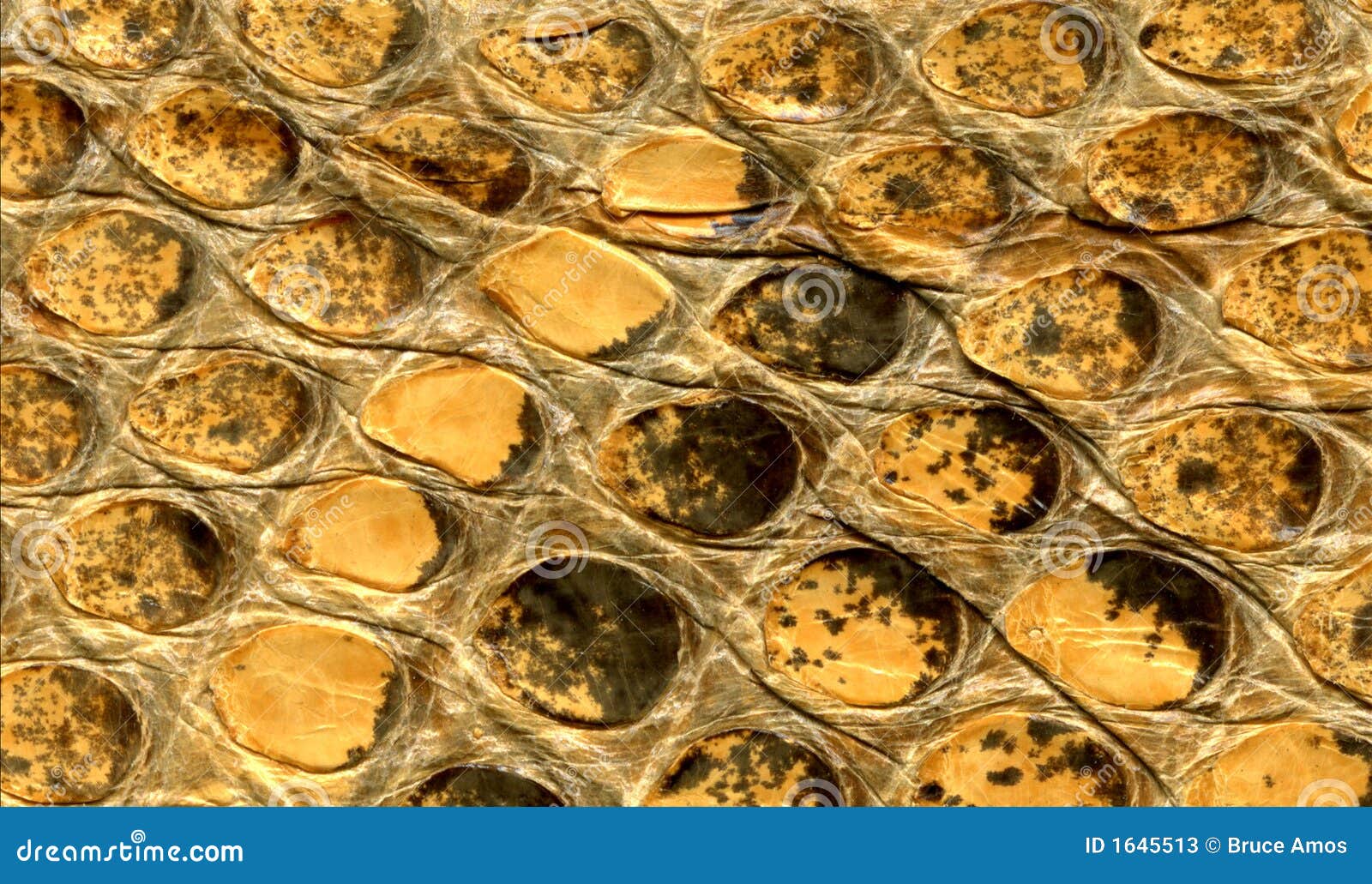 Antique snake skin stock image. Image of detail, animal - 1645513