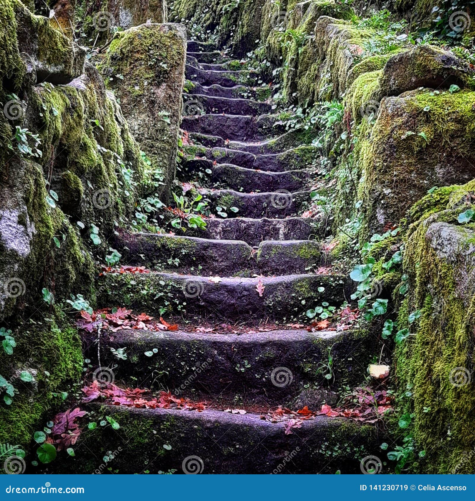 Old Stone Stairs Forest Moss Stock Image - Image of stairs, stones ... Old Stone Stairs Forest Moss Stock Image - Image of stairs, stones ...