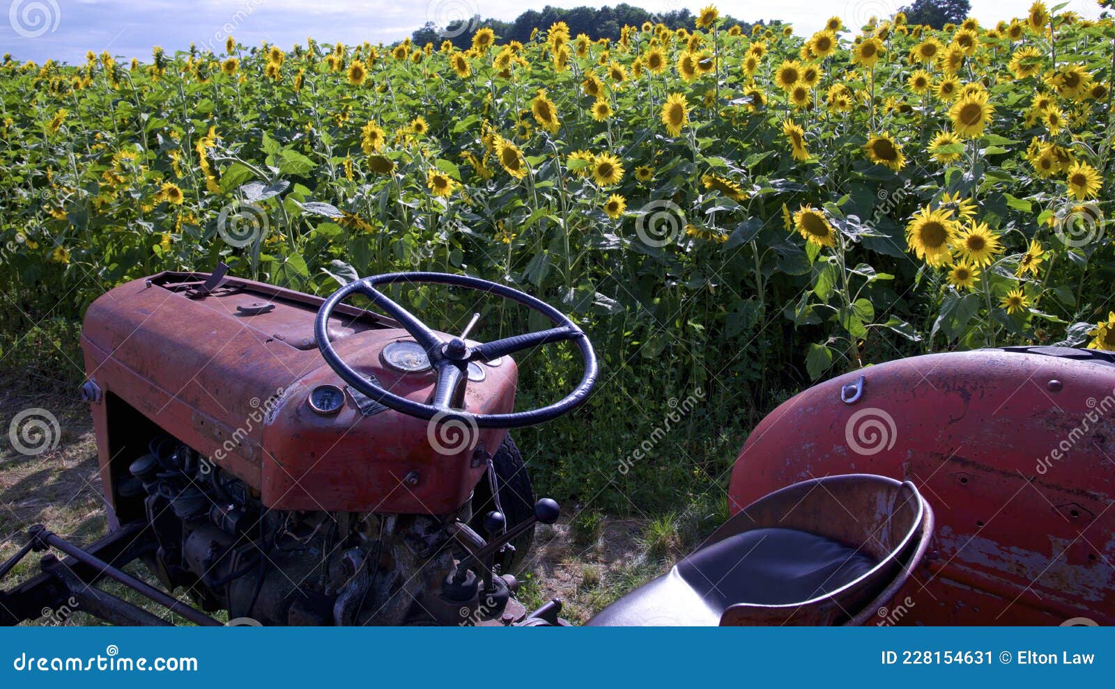 Antique Tractor in Front of a Sunflower Field Stock Image - Image of ...