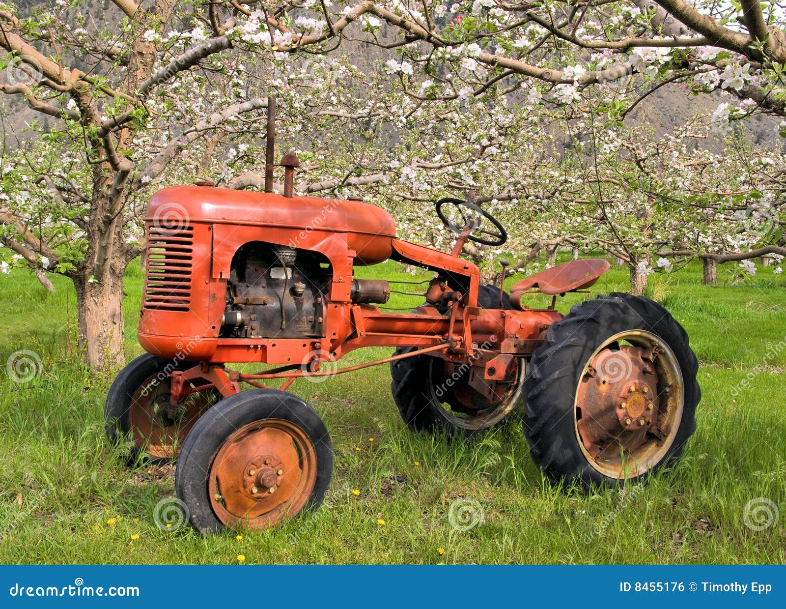 Antique Tractor and Orchard Stock Photo - Image of blossoming, antique ...