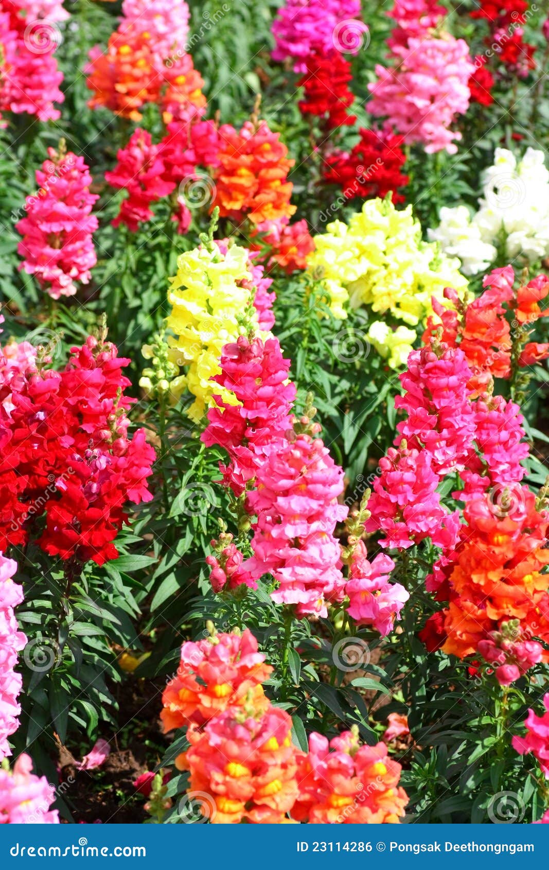 Antirrhinum flowers stock photo. Image of pink, green - 23114286