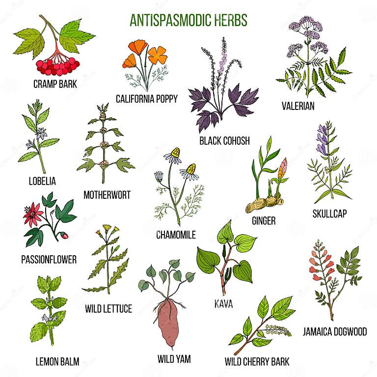 Antispasmodic Herbs. Hand Drawn Set of Medicinal Plants Stock Vector ...