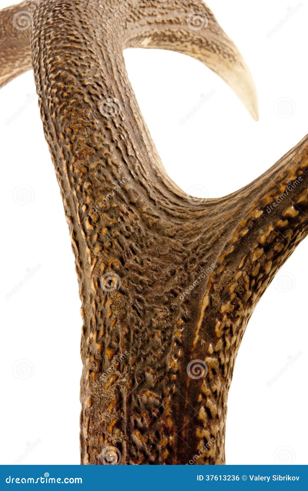 Antler stock photo. Image of texture, strong, deer, antlers - 37613236