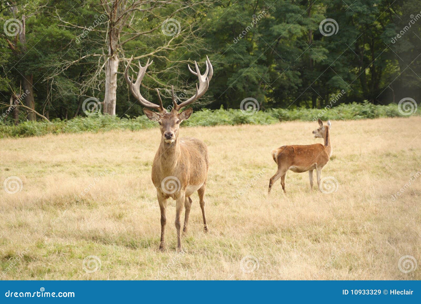 Antler in forest stock image. Image of antler, venison - 10933329
