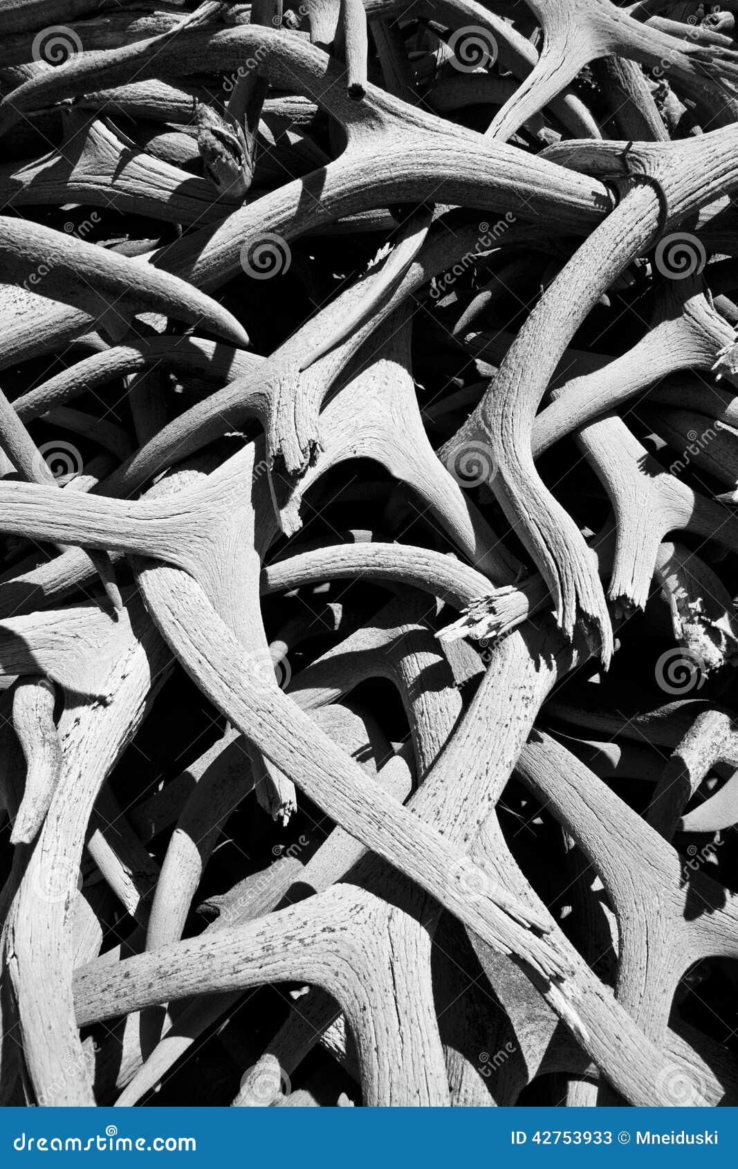 Antler Pile in Black & White Stock Image - Image of deer, black: 42753933