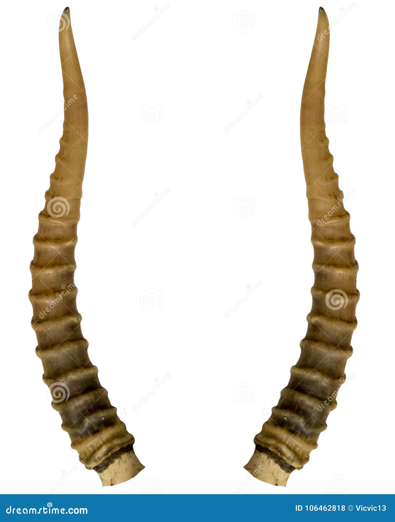 Antler saiga antler stock photo. Image of skull, frame - 106462818