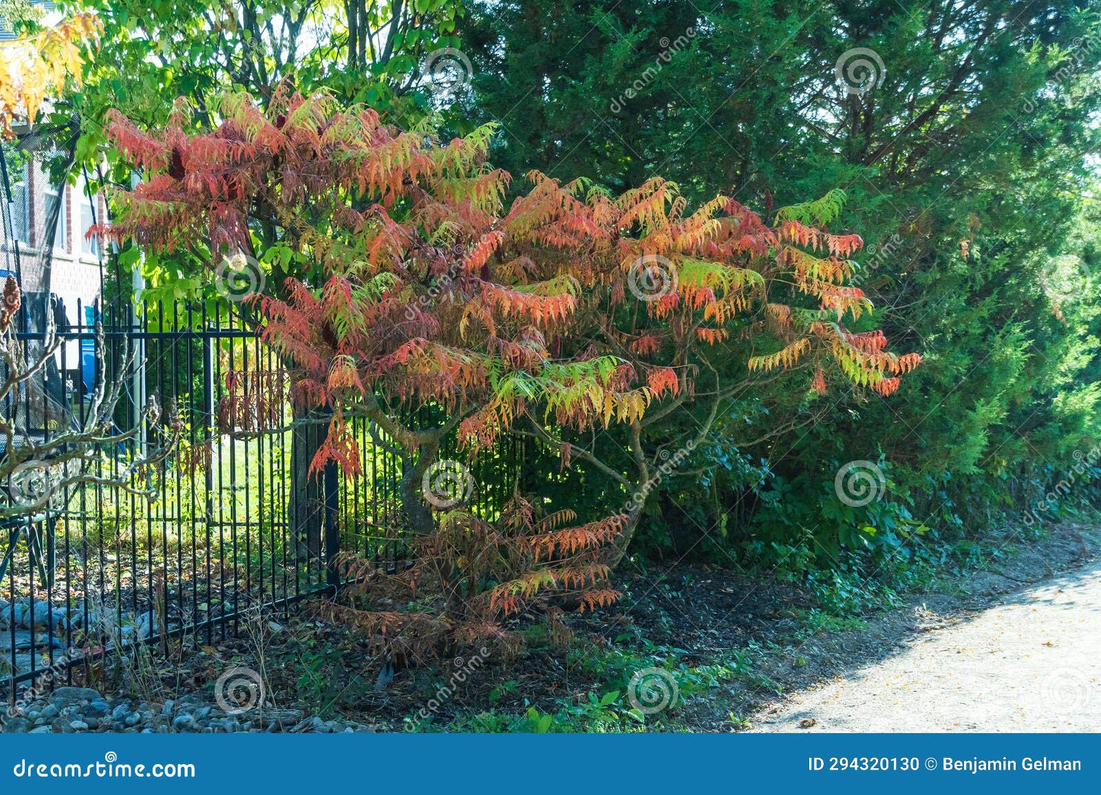 Antler Sumac Tree in Bonsai Style Stock Photo - Image of classic ...
